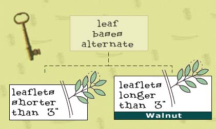 Dichotomous Identification Key: Common Trees of the Pacific Northwest