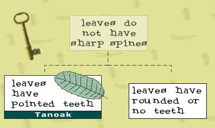 Dichotomous Identification Key: Common Trees of the Pacific Northwest