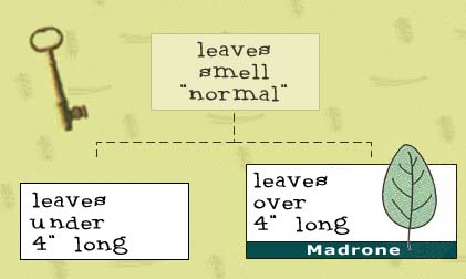Dichotomous Identification Key: Common Trees of the Pacific Northwest