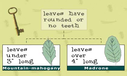 Dichotomous Identification Key: Common Trees of the Pacific Northwest