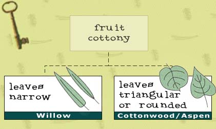 Dichotomous Identification Key: Common Trees of the Pacific Northwest