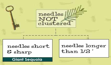 Dichotomous Identification Key: Common Trees of the Pacific Northwest