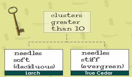 Dichotomous Identification Key: Common Trees of the Pacific Northwest