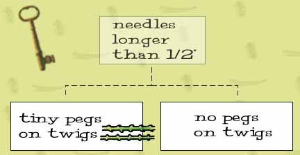 Dichotomous Identification Key: Common Trees of the Pacific Northwest