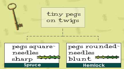 Dichotomous Identification Key: Common Trees of the Pacific Northwest