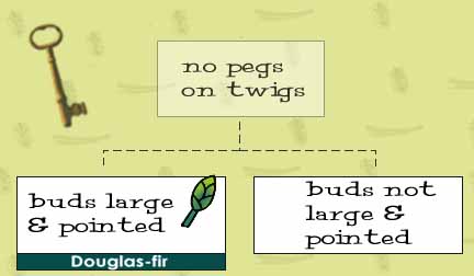 Dichotomous Identification Key: Common Trees of the Pacific Northwest