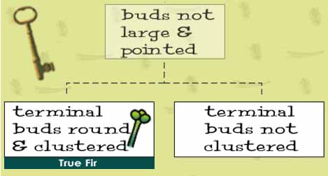 Dichotomous Identification Key: Common Trees of the Pacific Northwest