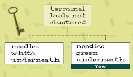 Dichotomous Identification Key: Common Trees of the Pacific Northwest